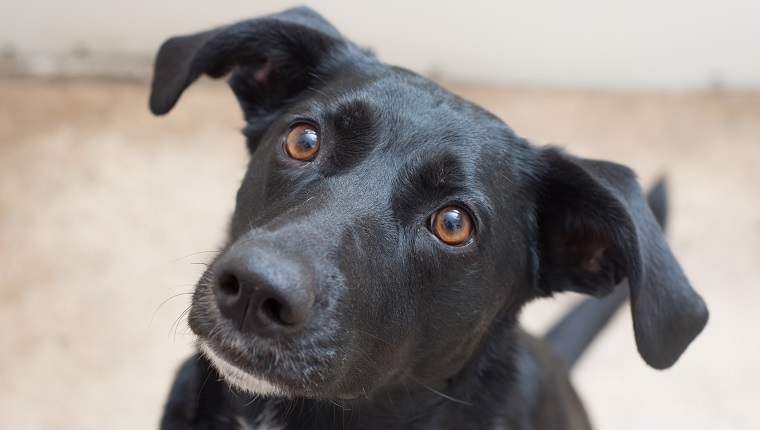 Greyador Mixed Dog Breed Pictures, Characteristics, & Facts