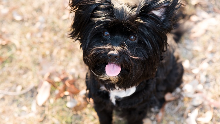 Lhasapoo Mixed Dog Breed Pictures, Characteristics, & Facts