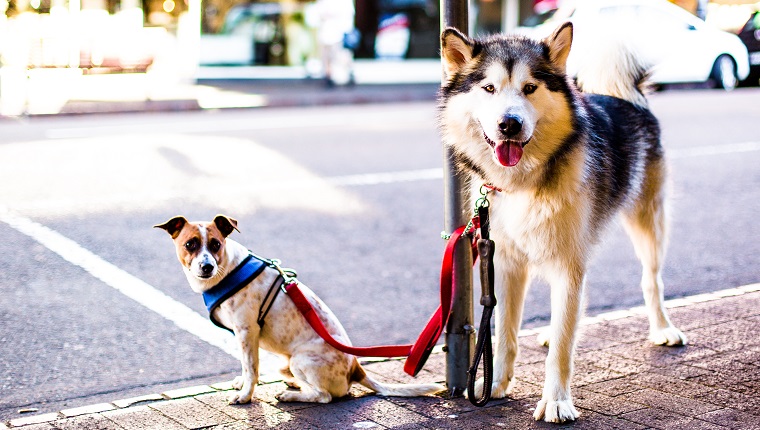 Pet Theft Awareness Day: A Police Officer's Tips To Protect Pooches ...