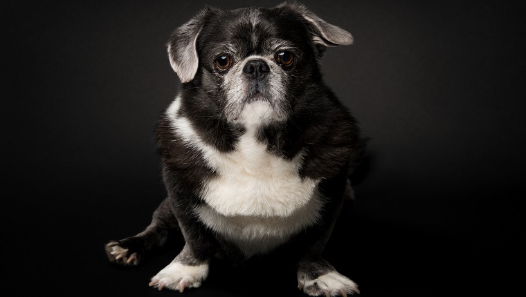 Puginese Mixed Dog Breed Pictures, Characteristics, & Facts