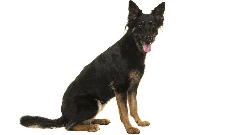 Bohemian Shepherd Dog Breed Pictures, Characteristics, & Facts