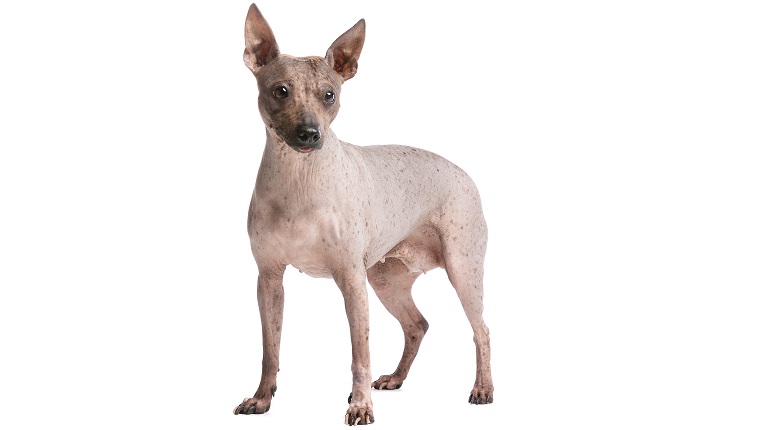 American Hairless Terrier Dog Breed Pictures, Characteristics, & Facts