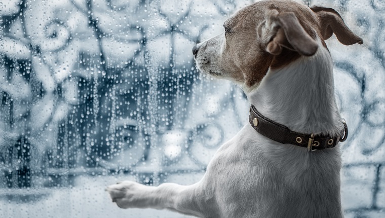 5 Items That Can Help Your Dog Stay Calm During Thunderstorms - DogTime