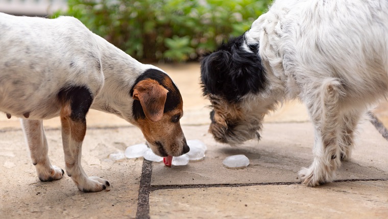 Can Dogs Eat Ice? Is Ice Safe For Dogs? - DogTime
