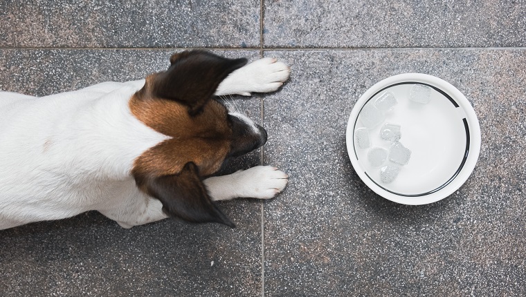 Can Dogs Eat Ice? Is Ice Safe For Dogs? - DogTime