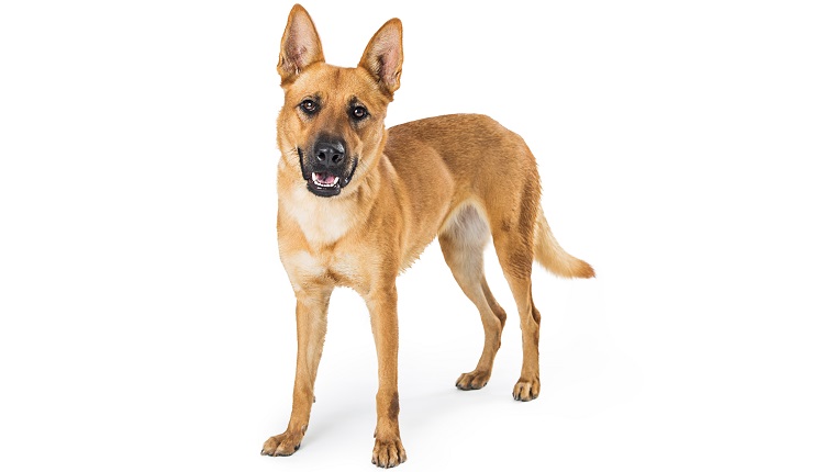 Carolina Dog Breed Information & Characteristics
