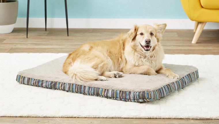 5 Of The Best Dog Beds For Achy Senior Dogs - DogTime