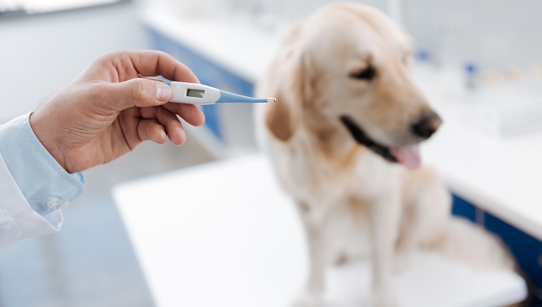 Fever In Dogs: Symptoms, Causes, & Treatment - DogTime