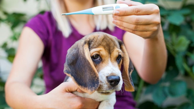 Fever In Dogs: Symptoms, Causes, & Treatment - DogTime