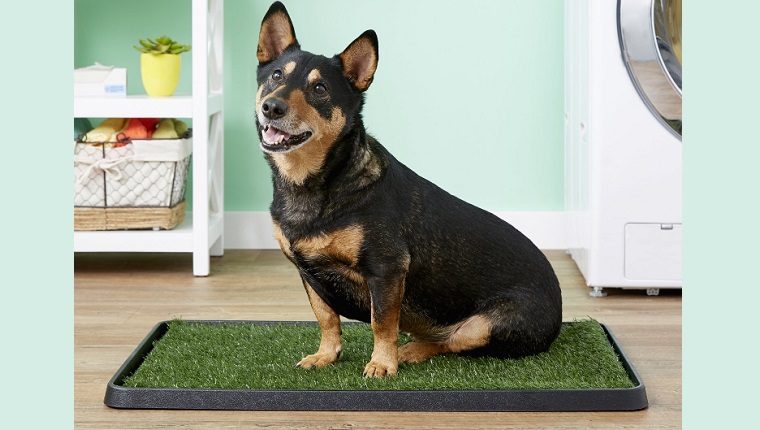 5 Indoor Potty Ideas For When Your Dog Just Can't Go Outside - DogTime