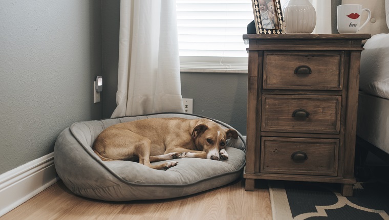 5 Of The Best Items To Give Your Dog More Personal Space - DogTime