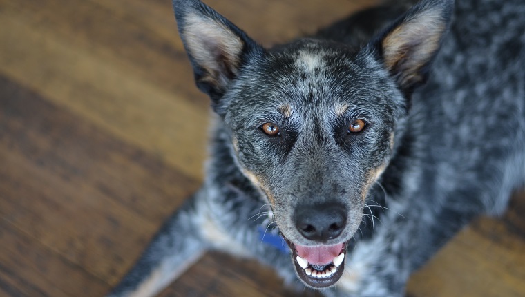 Australian Stumpy Tail Cattle Dog Breed Pictures, Characteristics, & Facts