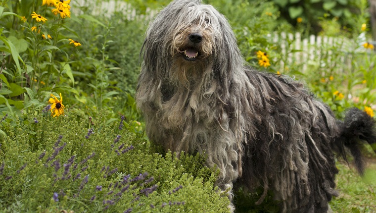 Herding Group - Dog Breeds