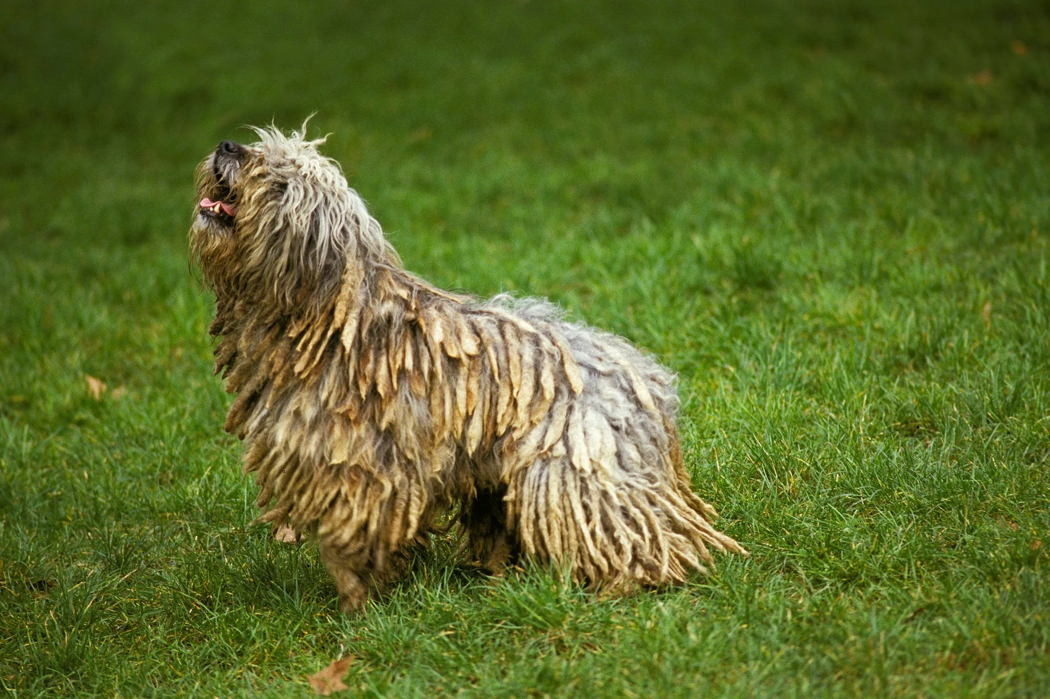 Bergamasco Sheepdog Breed Information & Characteristics