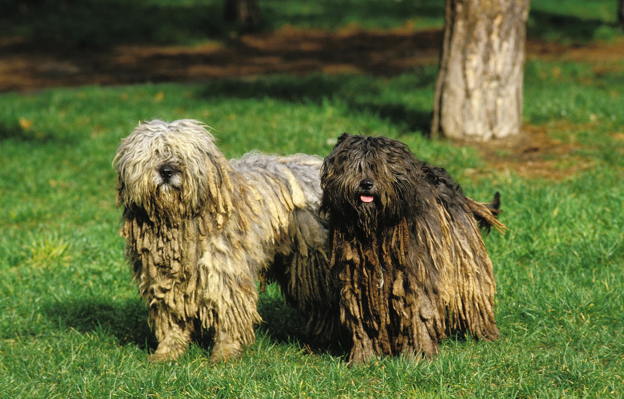 Bergamasco Sheepdog Breed Information & Characteristics