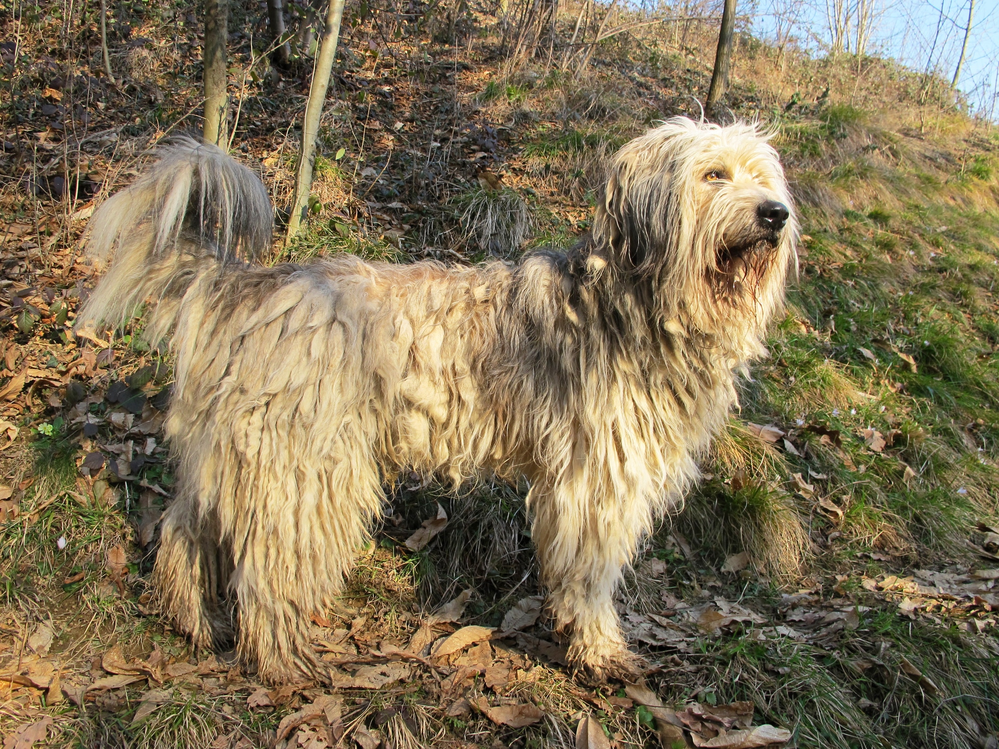 Bergamasco Sheepdog Breed Information & Characteristics