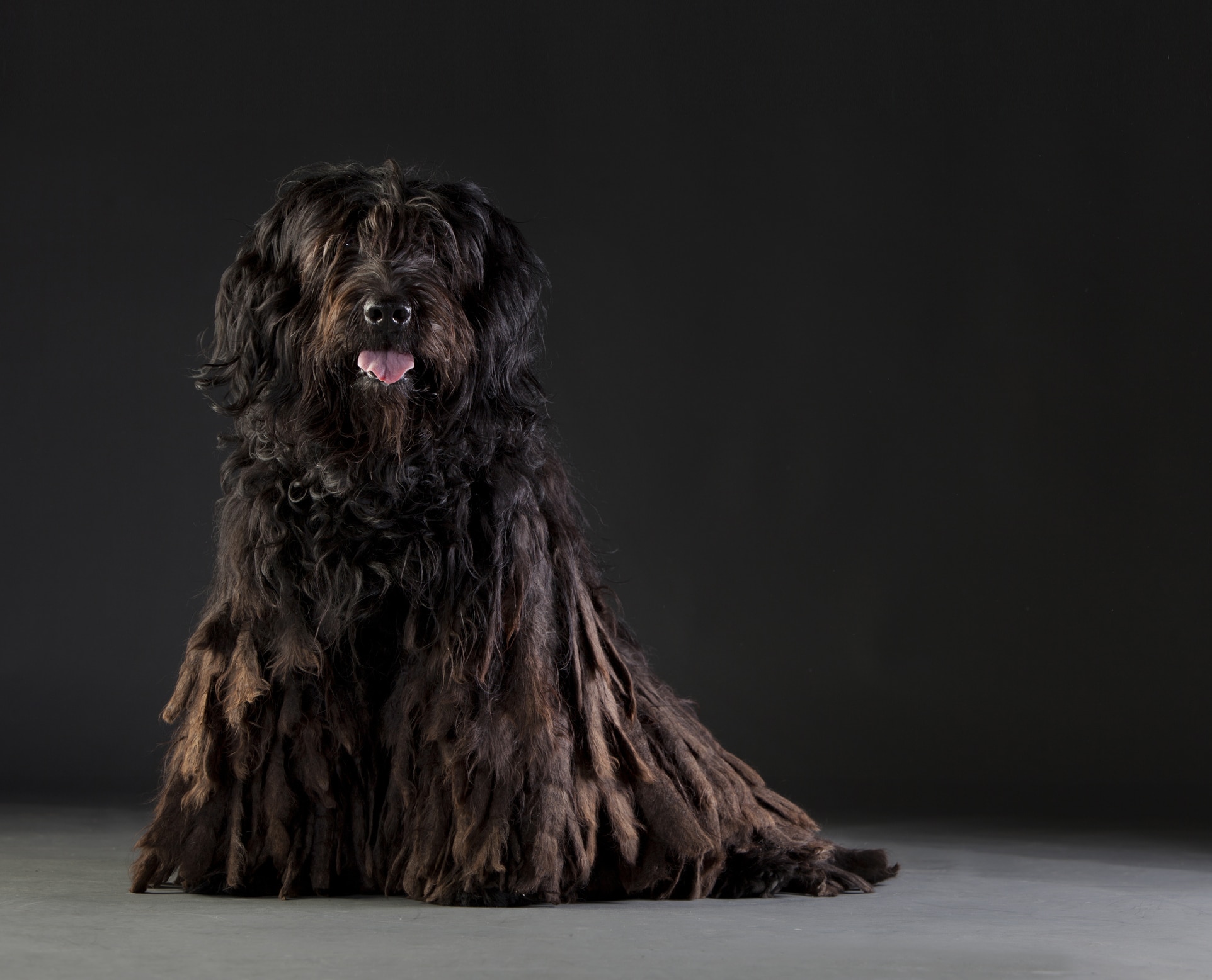 Bergamasco Sheepdog Breed Information & Characteristics