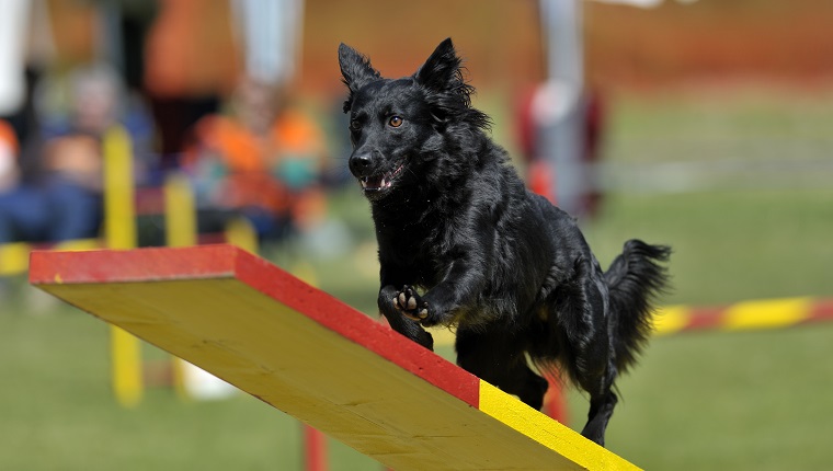 Croatian Sheepdog Breed Pictures, Characteristics, & Facts