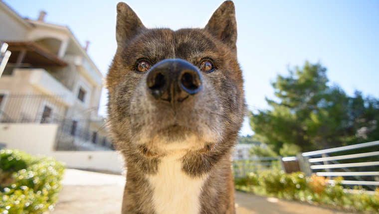 Kai Ken Dog Breed Pictures, Characteristics, & Facts