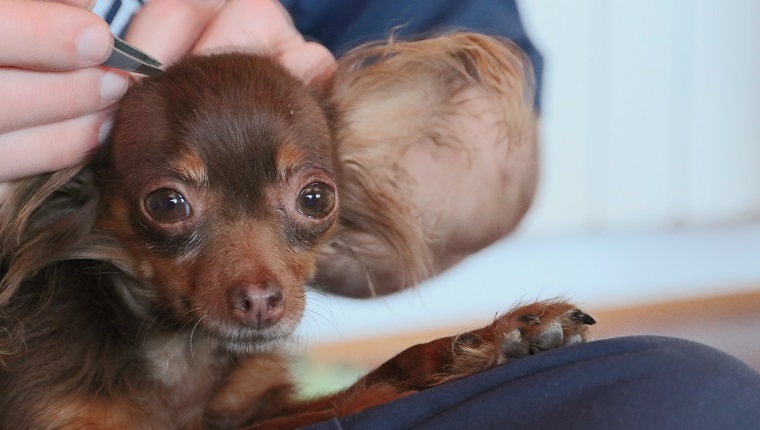 Ehrlichiosis In Dogs: Symptoms, Causes, & Treatment - DogTime