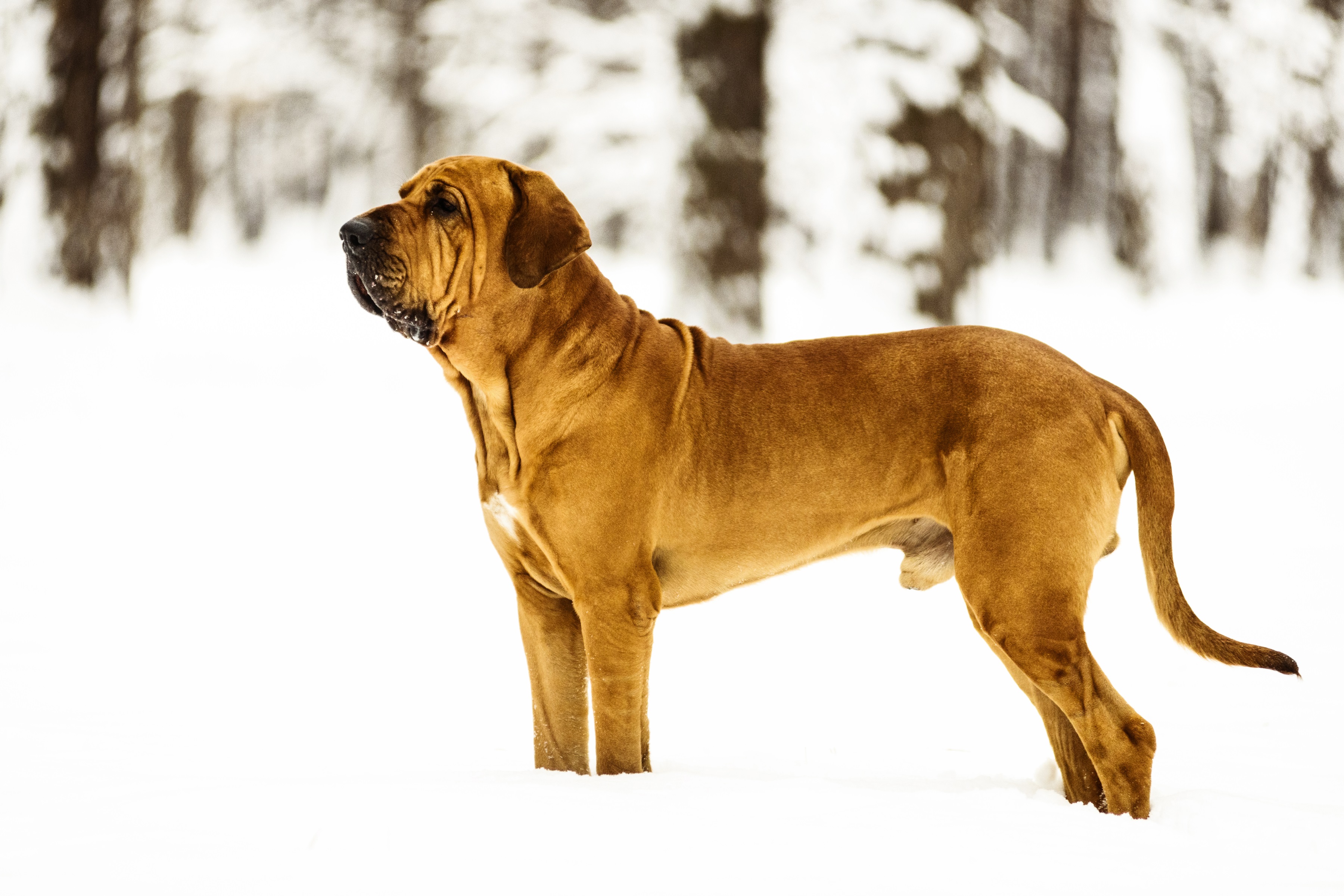 Fila Brasileiro Dog Breed Pictures, Characteristics, & Facts