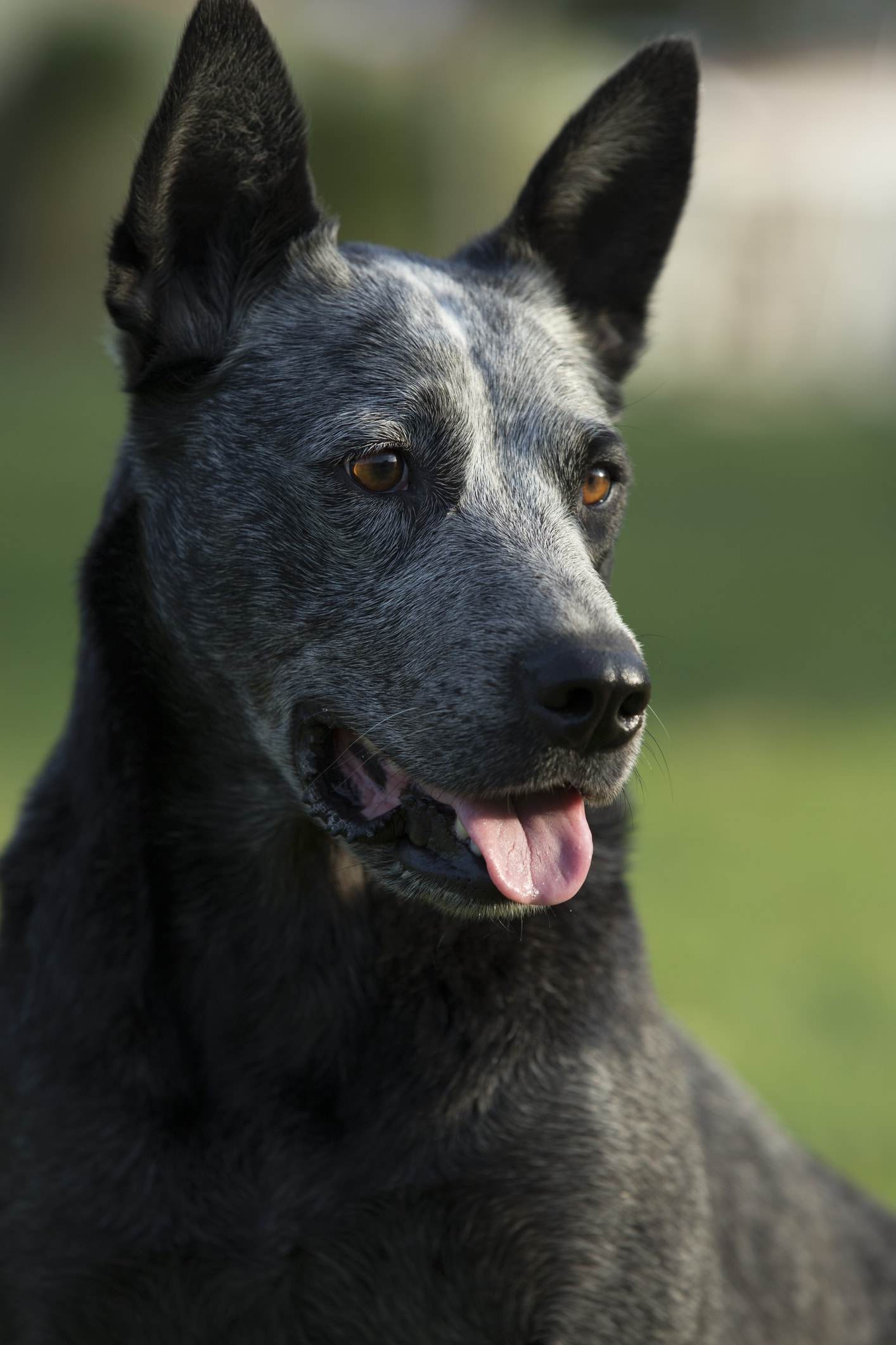 Australian Stumpy Tail Cattle Dog Information & Characteristics