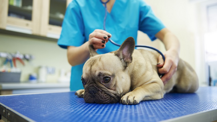 Bordetella In Dogs: Symptoms, Causes, & Treatments - DogTime