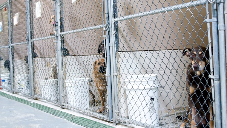 Bordetella In Dogs: Symptoms, Causes, & Treatments - DogTime