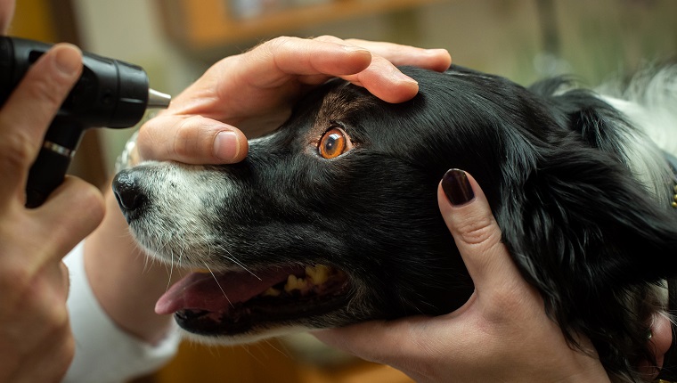 Collie Eye Anomaly In Dogs: Symptoms, Causes, & Treatments - DogTime