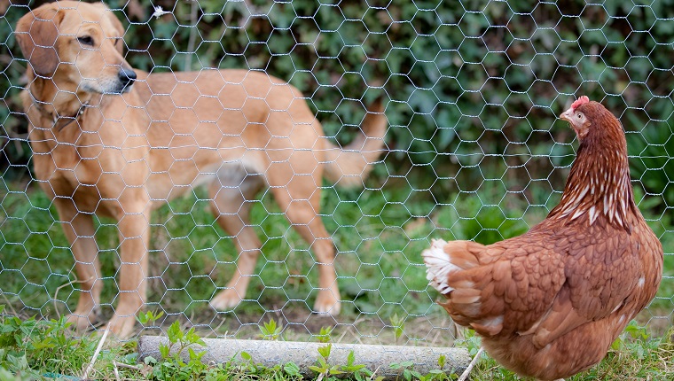 The Complete Guide To Introducing Your Chickens & Dogs To Each Other ...