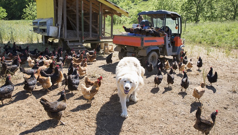 The Complete Guide To Introducing Your Chickens & Dogs To Each Other ...