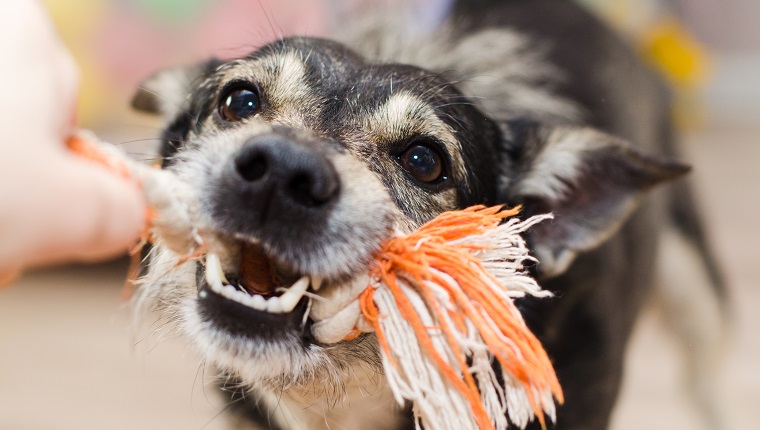 Tips To Keep Your Dog’s Teeth In Good Shape Between Doggy Dentist ...