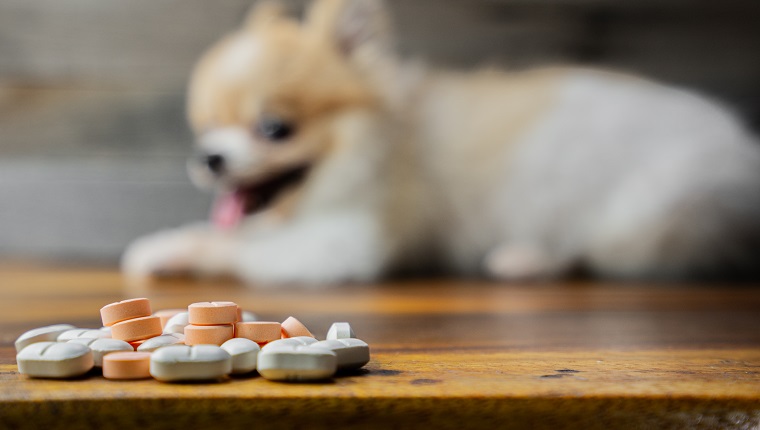 'Can I Give My Dog Paracetamol?' The Answer Is No, And Here's Why - DogTime