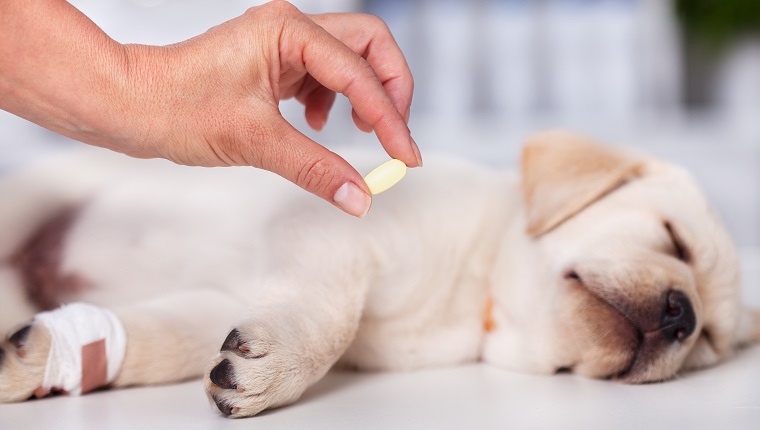 'Can I Give My Dog Paracetamol?' The Answer Is No, And Here's Why - DogTime