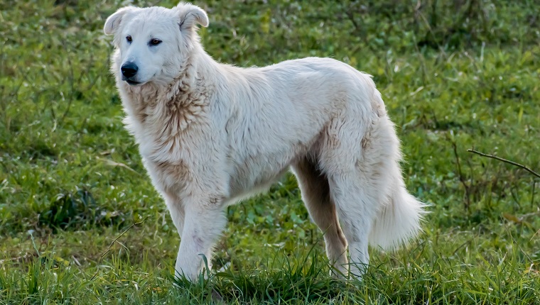 Maremma Sheepdog Breed Pictures, Characteristics, & Facts