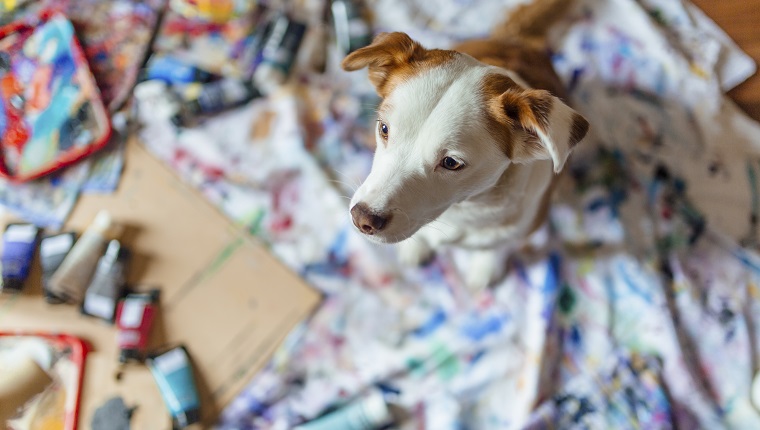 10 Arts And Crafts You Can Do At Home With Your Dog - DogTime