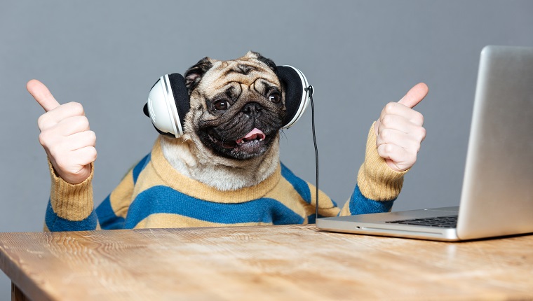 Dogs Don't Have Opposable Thumbs - Here's Why We Need To Remind ...