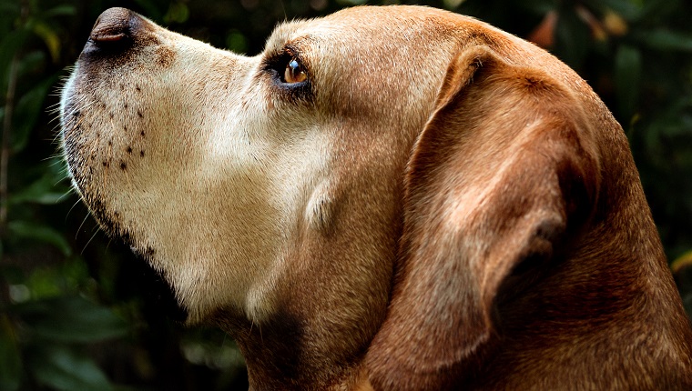 Portuguese Pointer Dog Breed Information & Characteristics