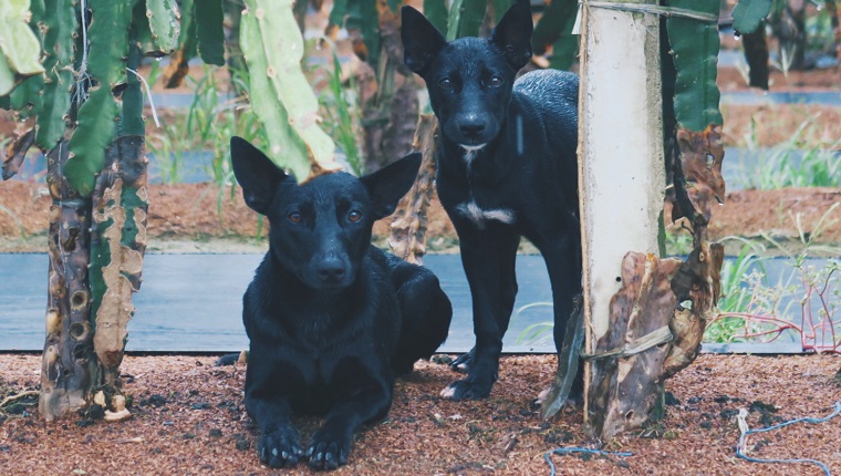 Taiwan Dog Breed Pictures, Characteristics, & Facts