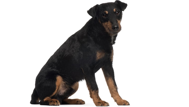 Jagdterrier Dog Breed Pictures, Characteristics, & Facts - DogTime