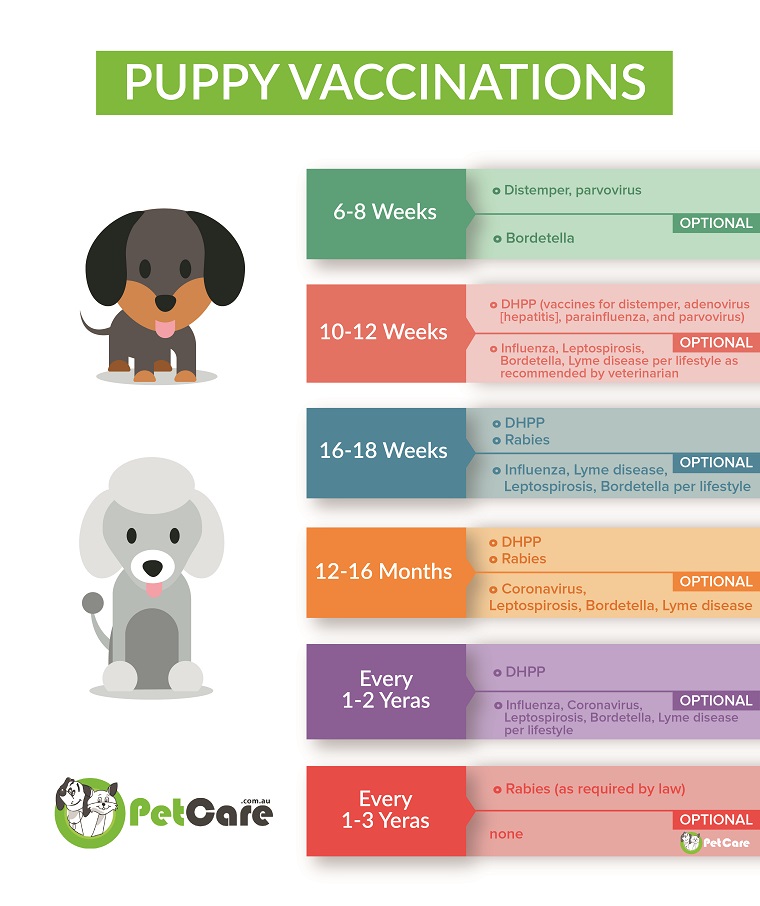 Dog Vaccination: Pros, Cons, & a Sensible Schedule for Vaccines