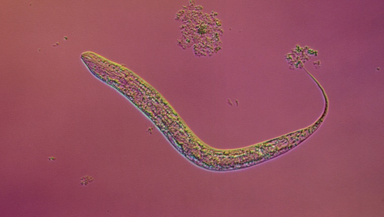 Hookworm In Dogs: Symptoms, Causes, & Treatments - DogTime