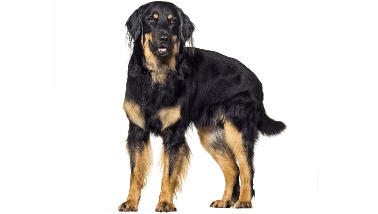 Hovawart Dog Breed Pictures, Characteristics, & Facts