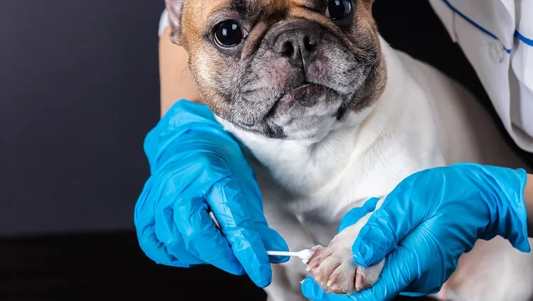 Hydrocortisone For Dogs: Uses, Dosage, & Side Effects - DogTime