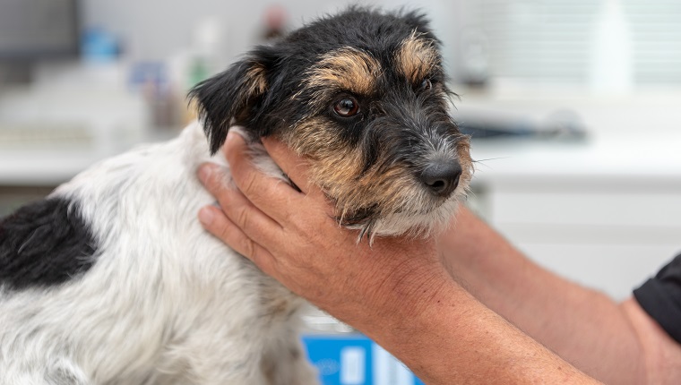 Laryngeal Paralysis In Dogs: Symptoms, Causes, & Treatments - DogTime