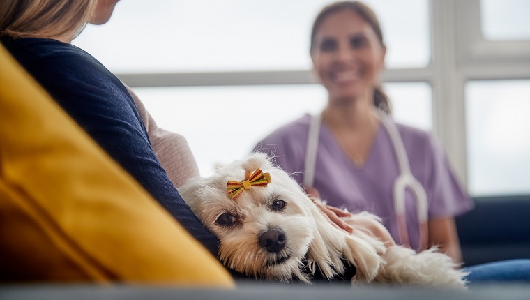 Omeprazole For Dogs: Uses, Dosage, & Side Effects - DogTime