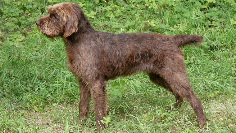 Pudelpointer Dog Breed Pictures, Characteristics, & Facts