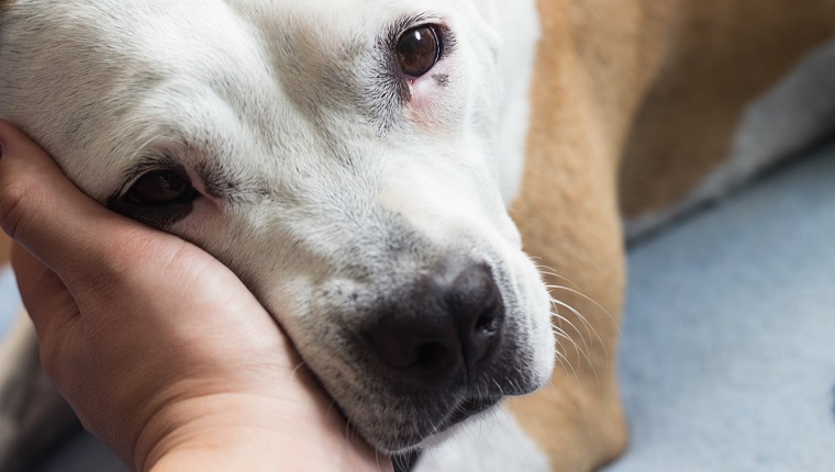 Tagamet (Cimetidine) For Dogs: Uses, Dosage, & Side Effects - DogTime