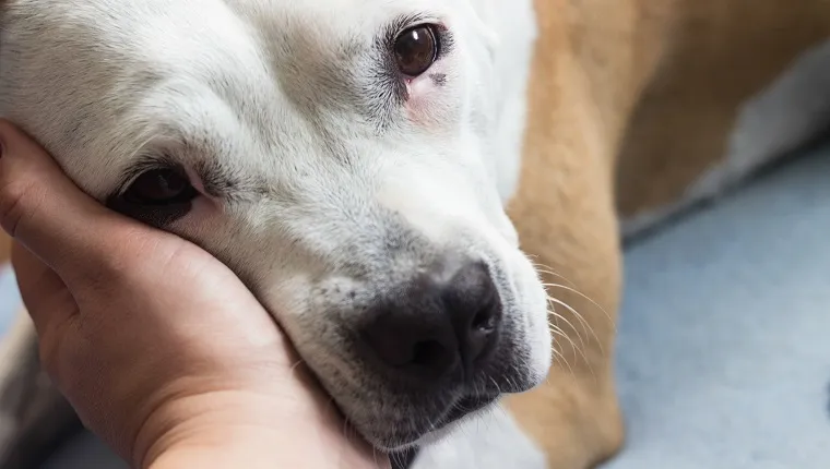 Tagamet (Cimetidine) For Dogs: Uses, Dosage, & Side Effects - DogTime