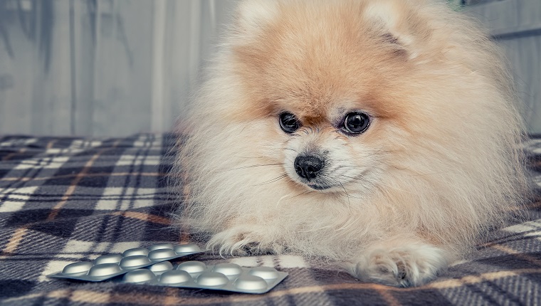 Zyrtec (Cetirizine) For Dogs: Uses, Dosage, & Side Effects - DogTime